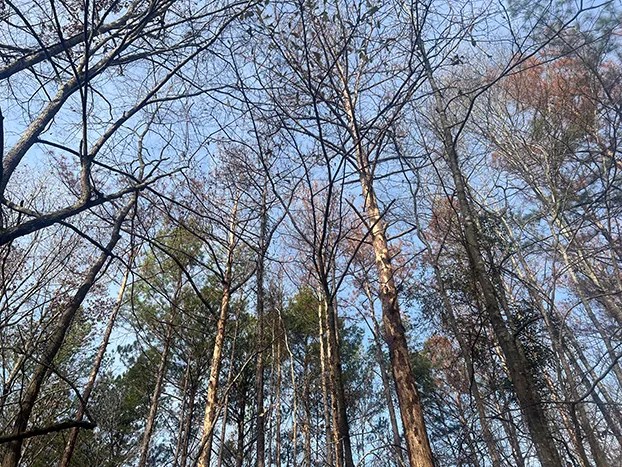 The Gradual Decay of Leadership: Lessons from Mississippi’s Drought ...